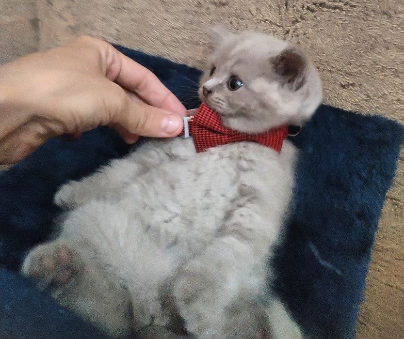 Акция! Цена снижена Скоттиши