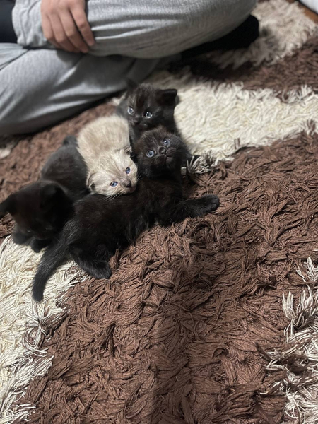 Продаются котята