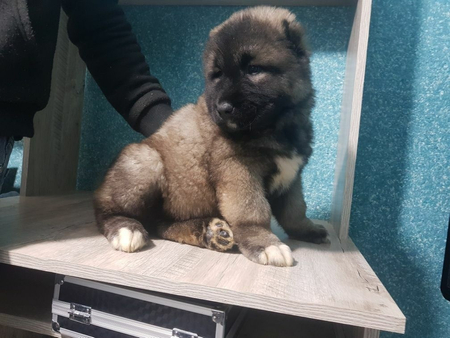 Продаются щенки кавказская овчарка