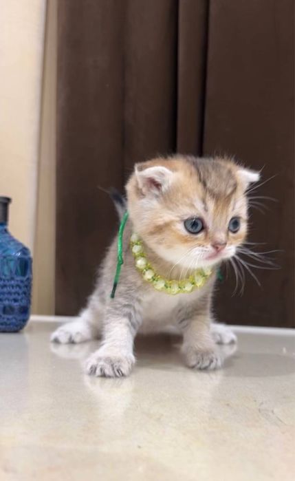 Котята от правильной вяски  очень мило