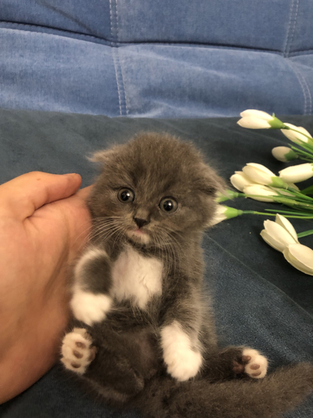 скоттиш фолды и страйт