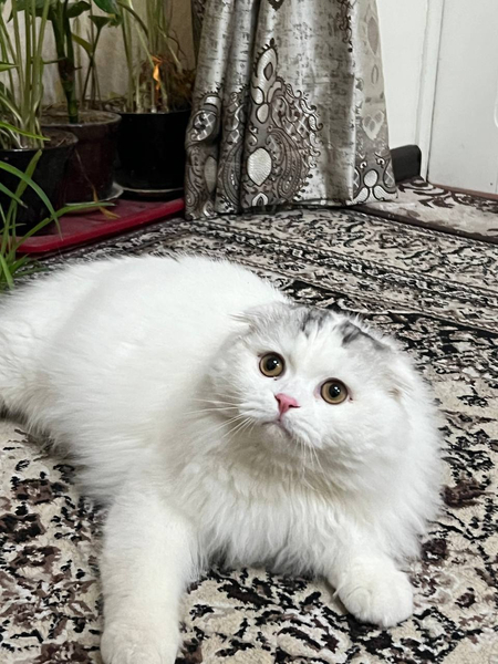Вязка!!! Шикарный хайленд фолд приглашает