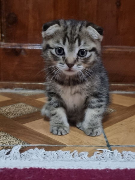Шотландская вислоухая кошка