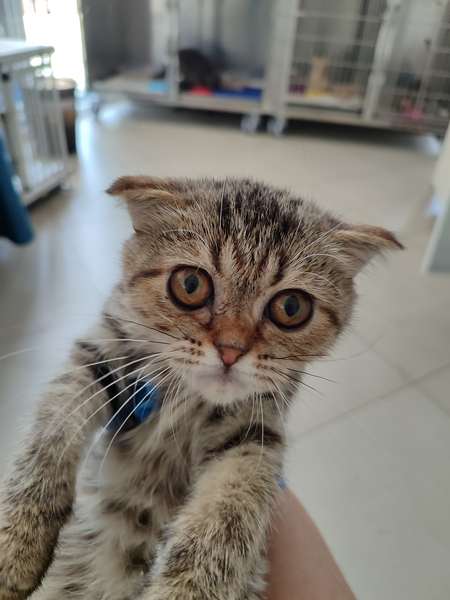Продаются не дорого котята скотиш