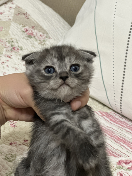 Шотландский фолд / Scottish fold mushukchalar