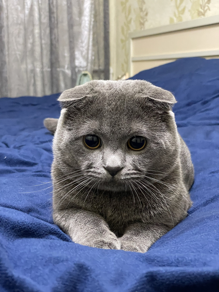 Скотиш фолд на вязку