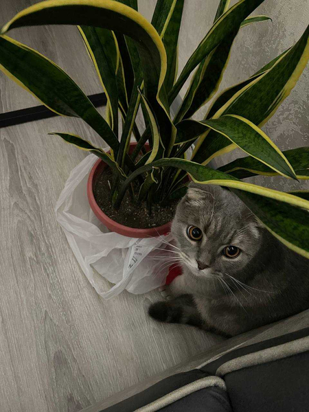 Кот Скоттиш Фолд