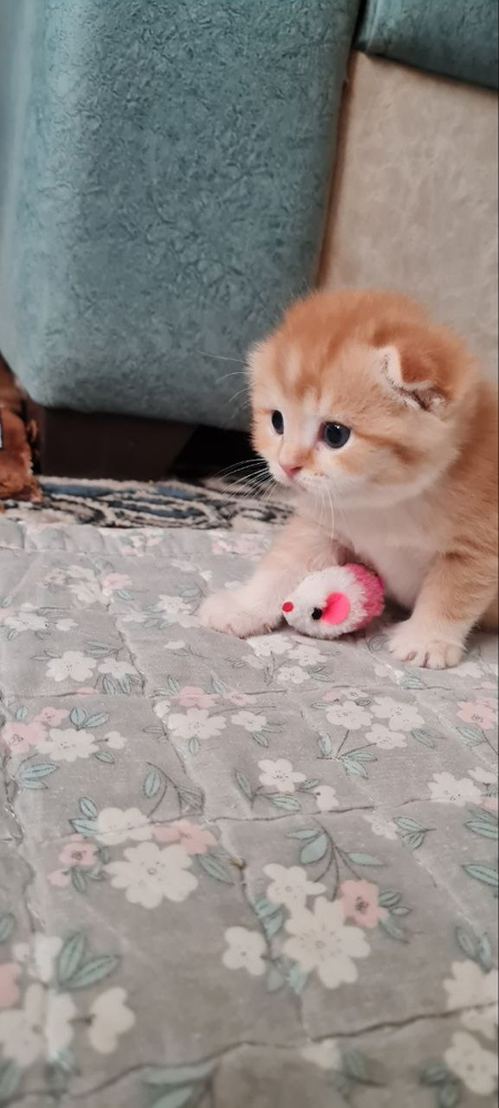 Продаются котята мальчики Скоттиш-фолд
