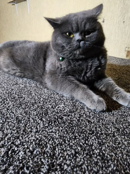 Кошка скоттиш фолд  2годика