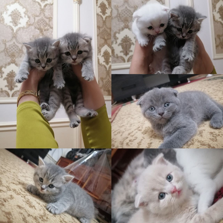 Вислоухий мушукчалар