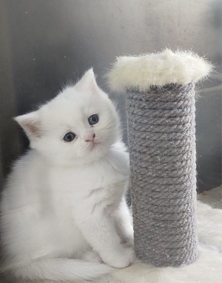 Продается Скотиш фолд котята