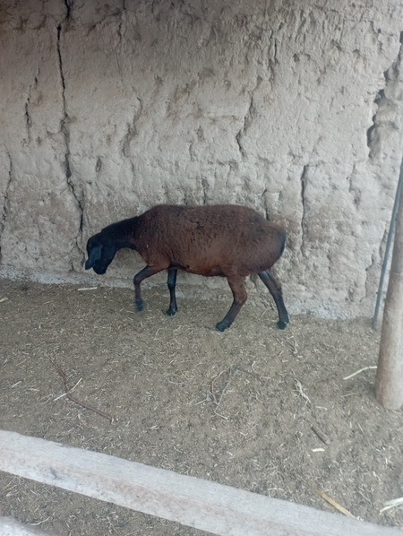 Hisori sovliq qoʻylar sotiladi