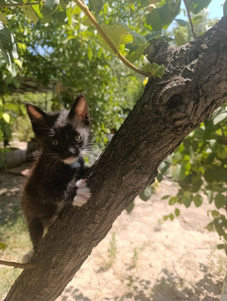Отдаются котята в хорошие руки