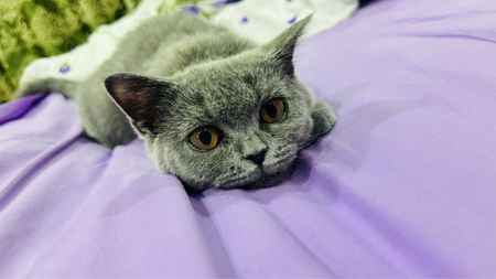 Scottish fold mushuk
