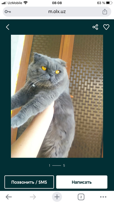 Mushuk sotiladi Towkentda 3 oyli. Latok +5
