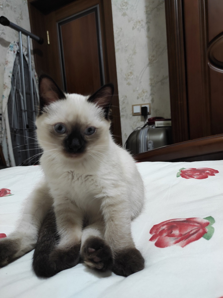Бирманские котята