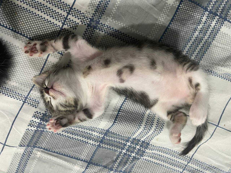 Отдам котят любящих животных людям
