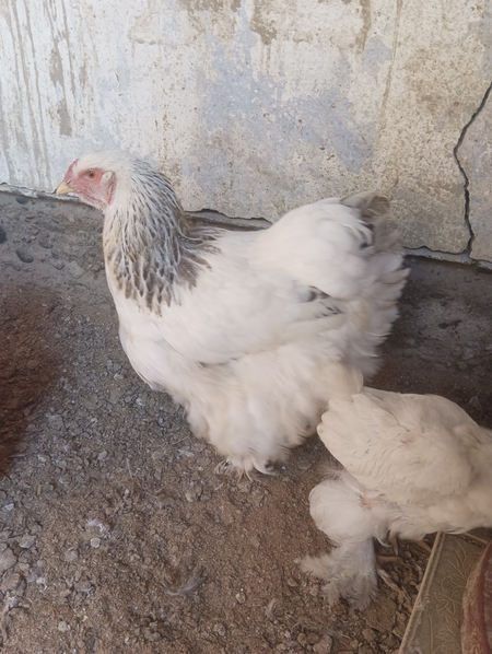 Brama ona bola sotiladi