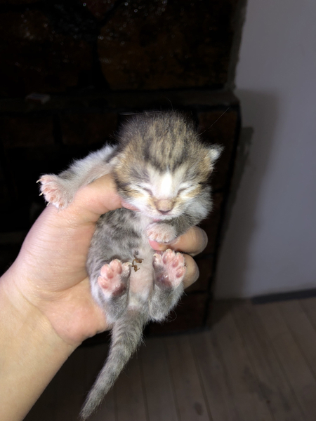 Scottish  fold.