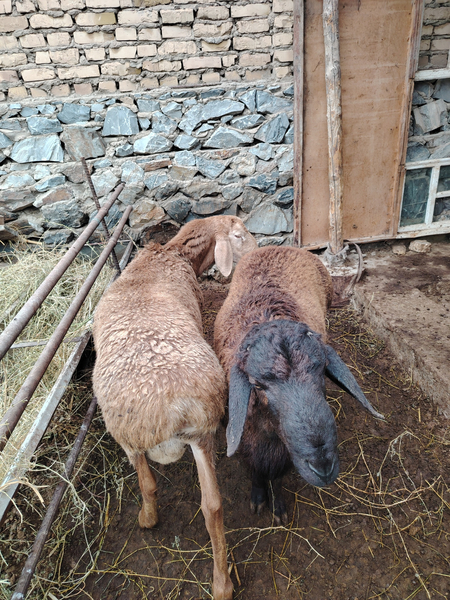 Qazoqi qoʻchkorlar sotiladi edilboy