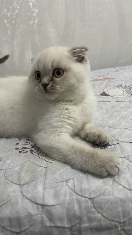 scottish fold срочно сотилади