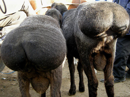 Halal meat service eng yaxshisini tavsiya qiladi