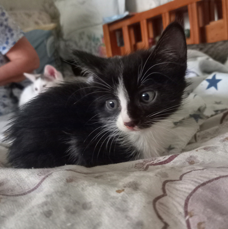 Котёнок в добрые руки