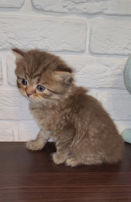 Продается котёнок фолд британский шиншилла