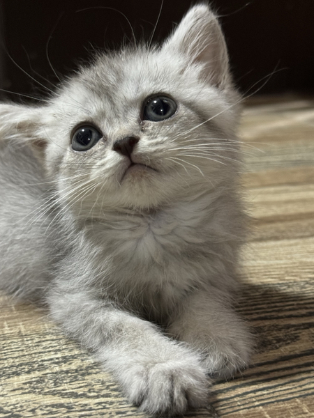 3 месячный котенок