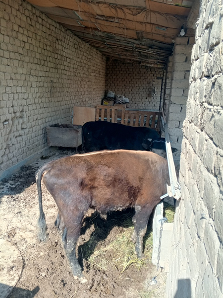 Xo'kizcha yosh boqishga tayyor