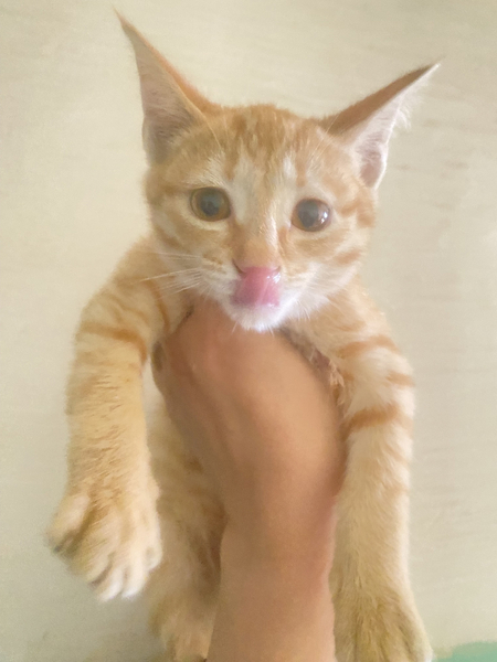 Кошка котенок