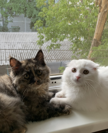 Скотш фолд , скотш страйт