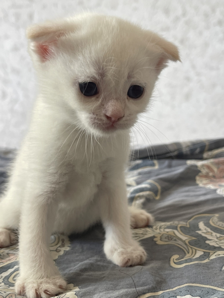 Котики скоттиш страйт/ фолд
