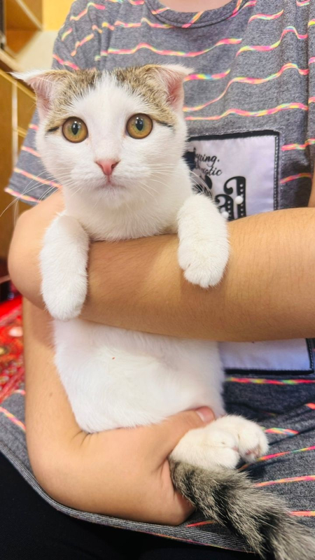 Кошка скотиш фолл