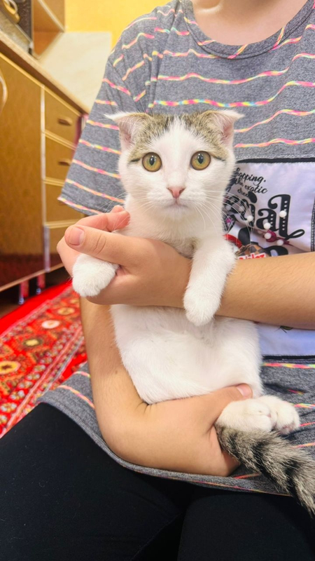 Кошка скотиш фолл