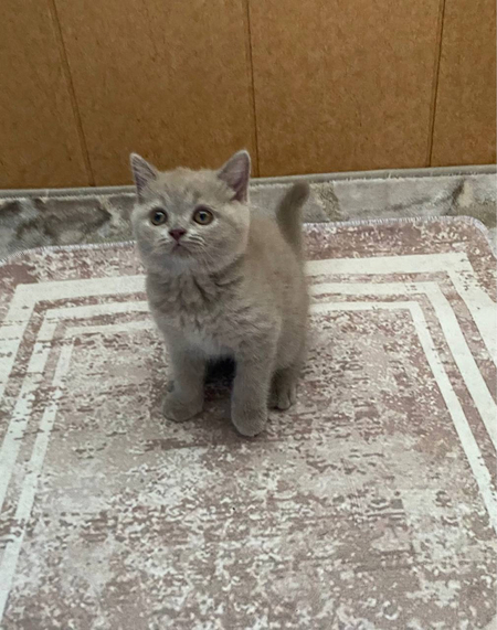 Шотландский скоттиш страйт