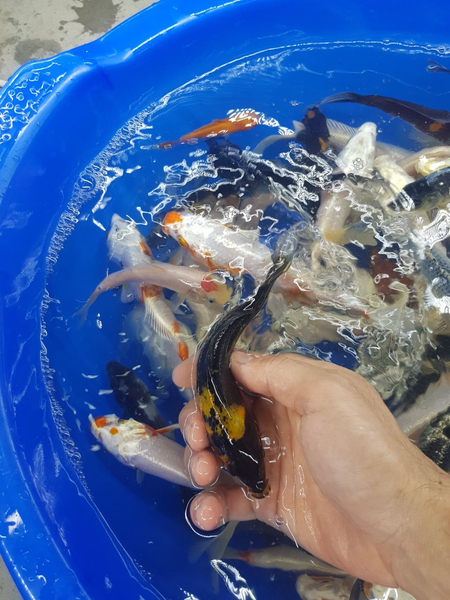 Koi malayziyani bollari