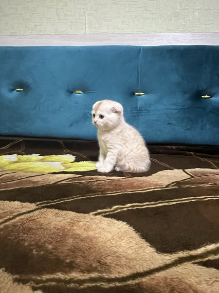 Шотладксие котята