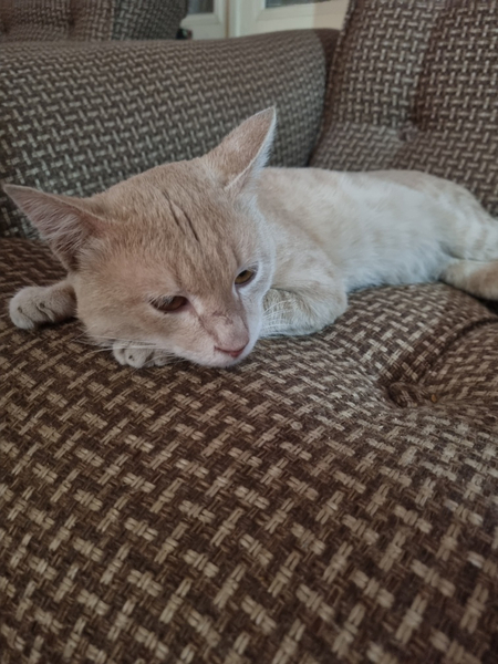 Котик помогу с катрацией
