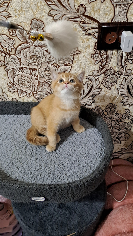 Продается британский мальчик