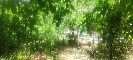 Dacha arendaga beriladi