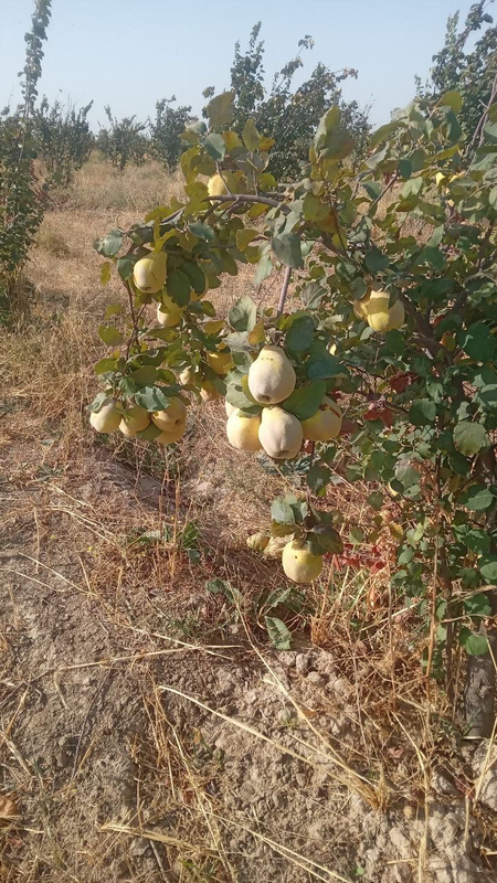 Bexi mevasi sotiladi