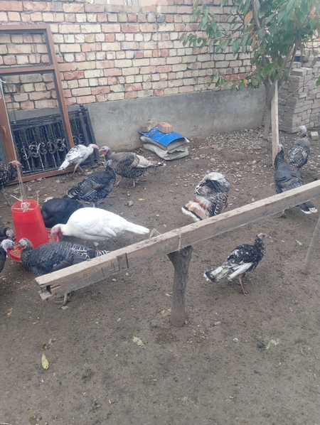 Продам индюков и индюшек