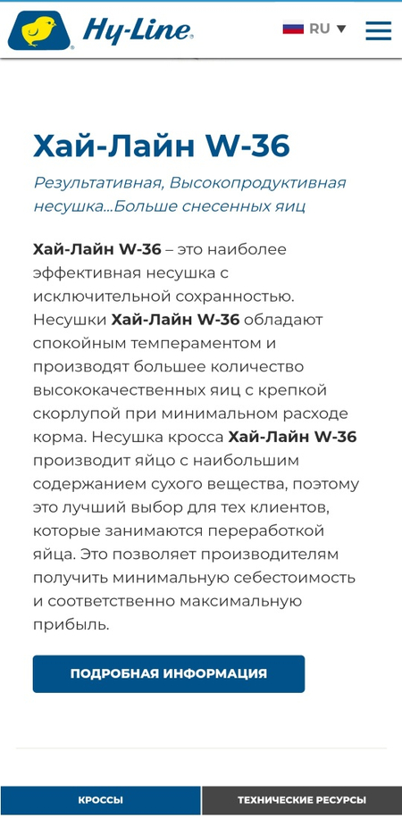 Цыплята кур несушек Хай Лайн. Жужалар тухум йуналишида. Jojalar.