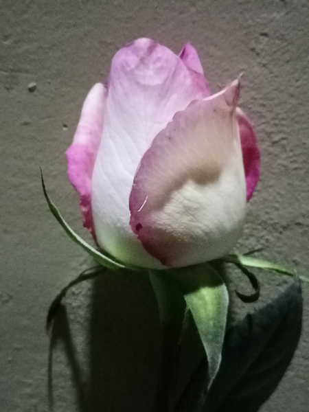 Atir gul ko'chat