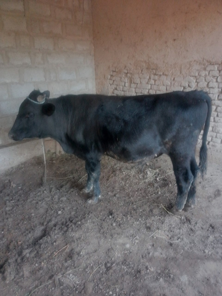 Buxoroda buqa sotiladi