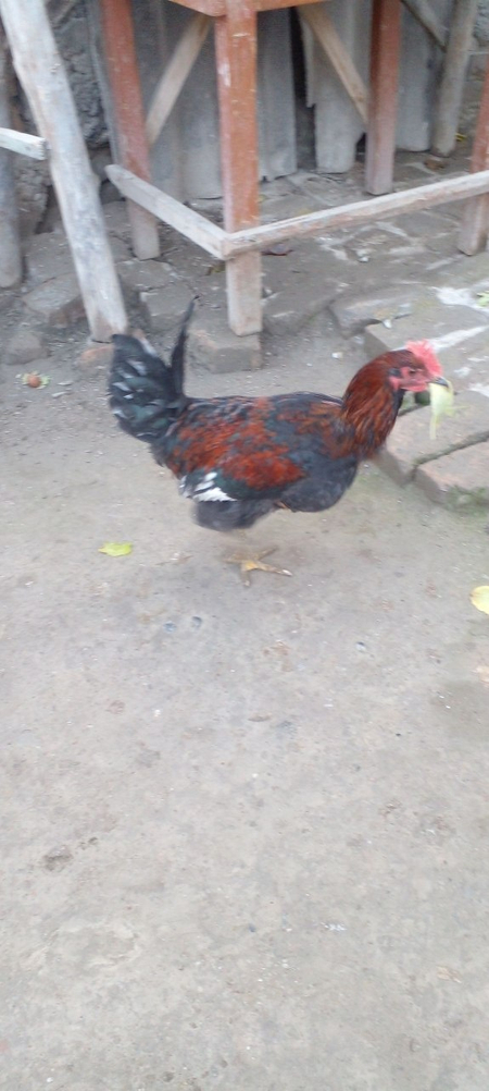 Qora tovuq Xoʻrozlari
