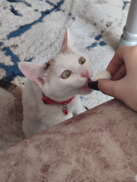 Отдам в хорошие руки