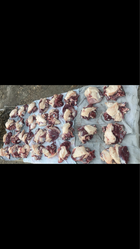 Qoy Qo’ylar Qo’chqor sotiladi Qassob hizmati ichida