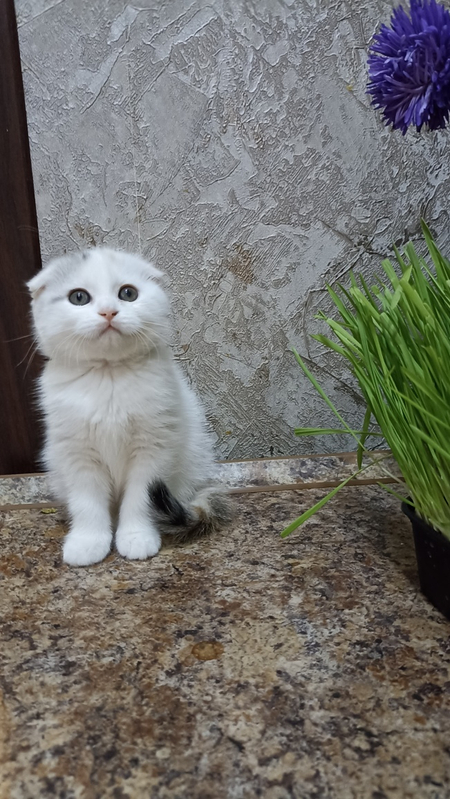 Продаётся котёнок скоттиш фолд